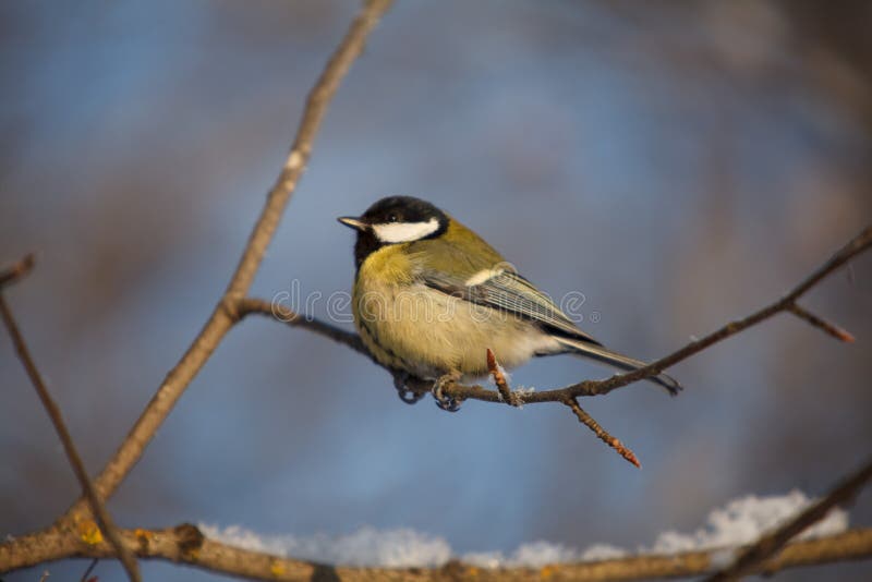 A Little Bird Chickadee/ Titmouse Stock Photo - Image of color, wild ...