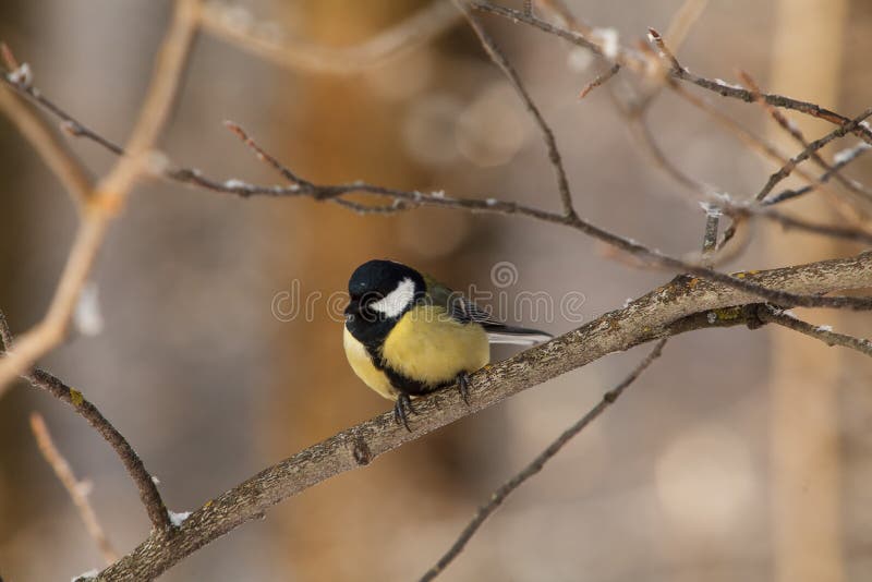 A Little Bird Chickadee/ Titmouse Stock Image - Image of flying ...