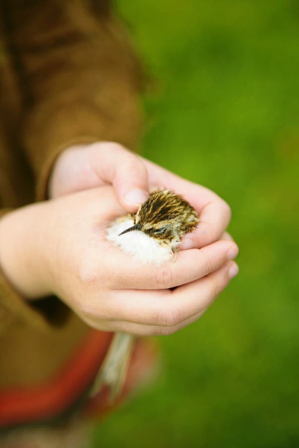 Little Bird in Child S Hand Stock Photo - Image of house, baby: 61421896