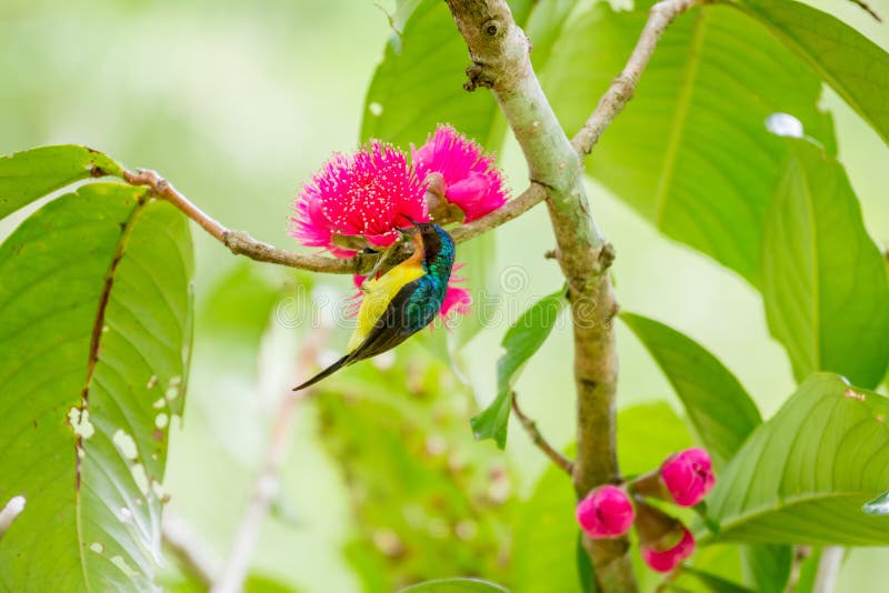 The Little Bird Eat the Nectar Stock Photo - Image of garden, color ...