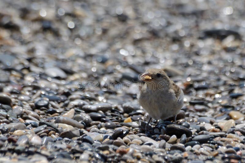 Little Bird Eating on the Beach Stock Photo - Image of bird, sunny ...