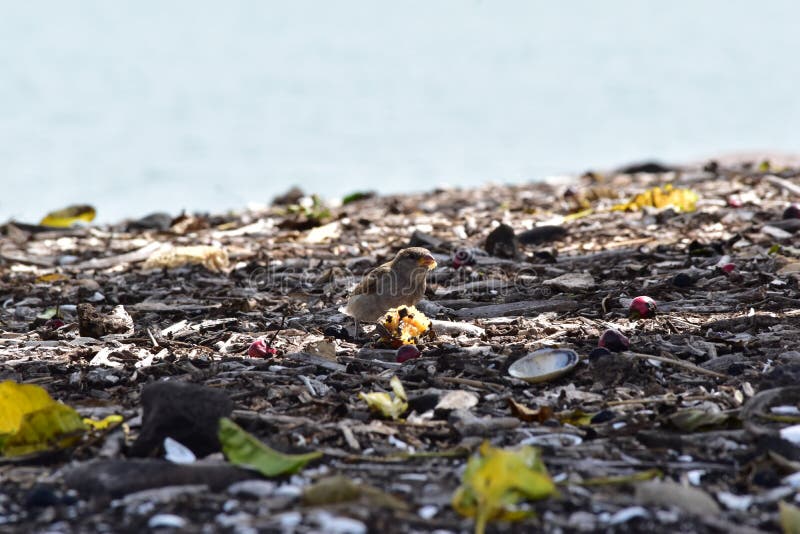 A Little Bird Eating Fruit on a Beach Stock Photo - Image of detail ...