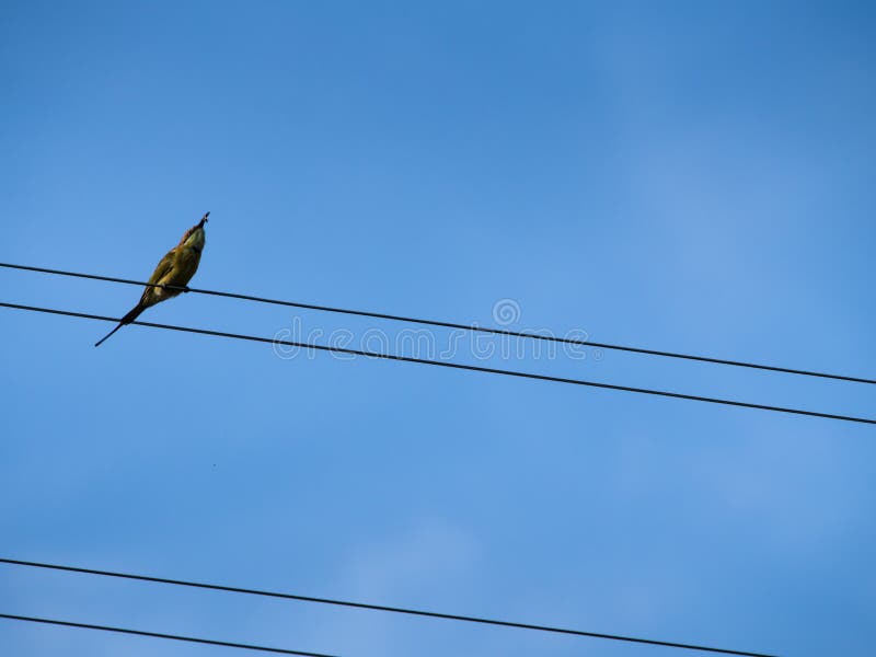 Little Bird Eating Insect Standing on the Wires Stock Image - Image of ...