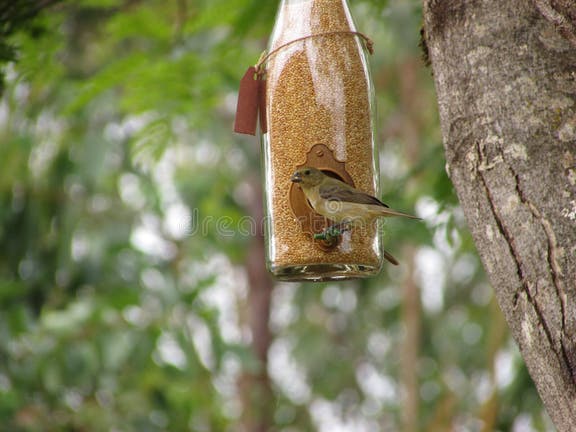 A little bird eating seeds stock image. Image of winter - 360029863