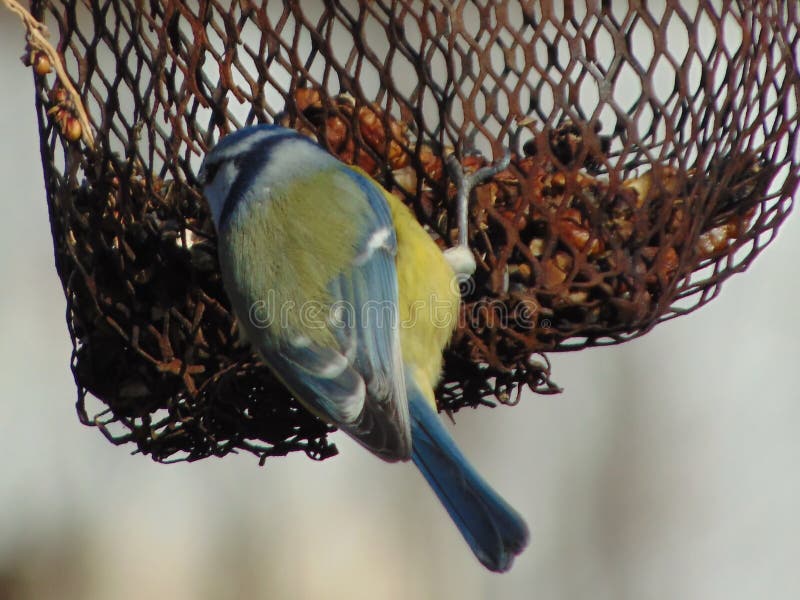 Colorful Tit Mouse Eating from the Feeder Stock Image - Image of mouse ...