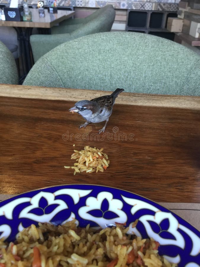 A Little Bird Eats Rice in a Restaurant in Minsk Stock Image - Image of ...