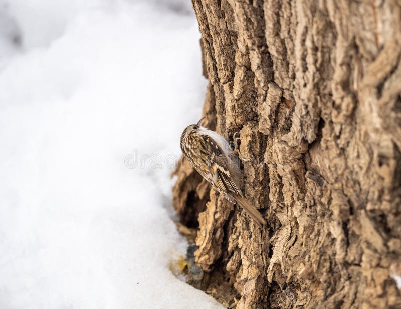 Little Bird Eurasian Treecreeper Crawling on a Tree in Winter. Nature ...