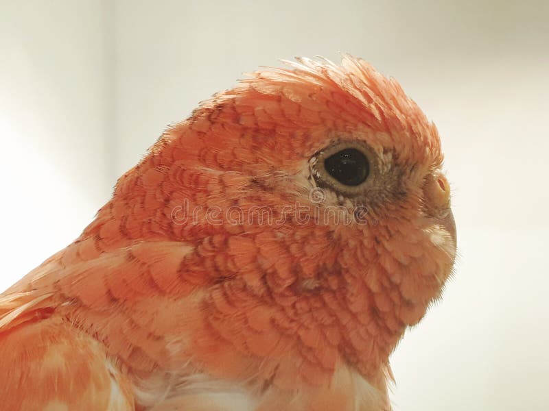 Little Bird face closeup. stock image. Image of natural - 150574657