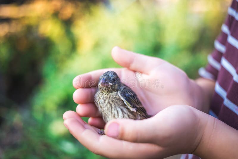 The Little Bird that Fell from the Nest in the Hands of a Child Stock ...