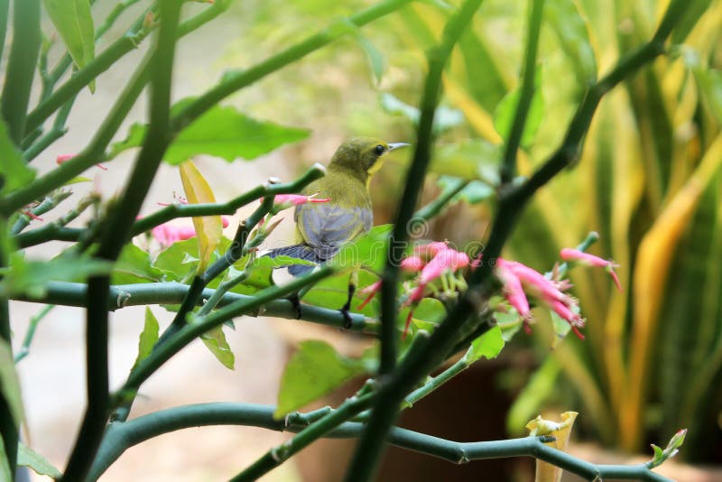 Little bird stock photo. Image of natural, branch, middle - 38826752