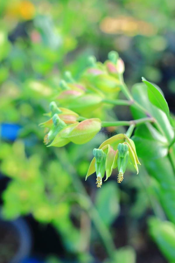 Bird and flower stock image. Image of natural, plant - 146345017