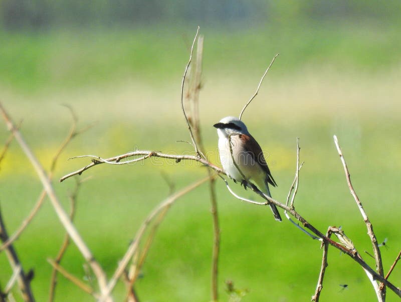 Little bird on grass stock image. Image of head, body - 102965951