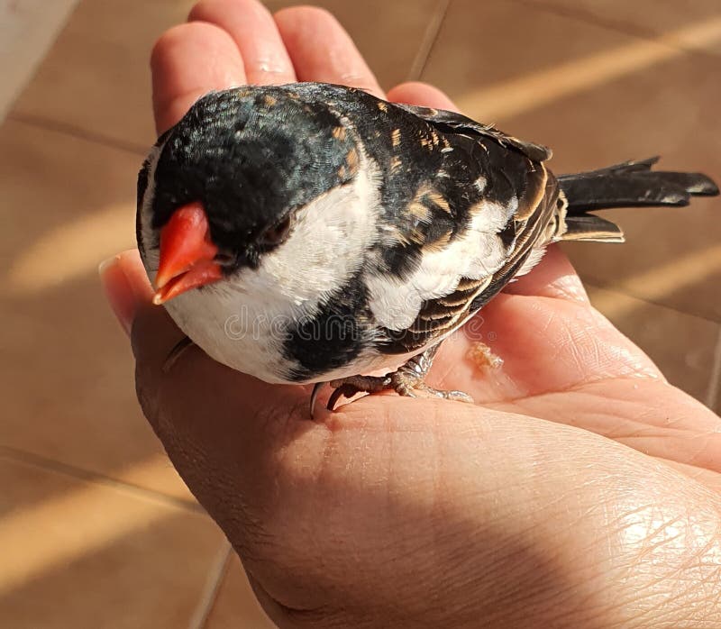 352 Wounded Bird Stock Photos - Free & Royalty-Free Stock Photos from ...