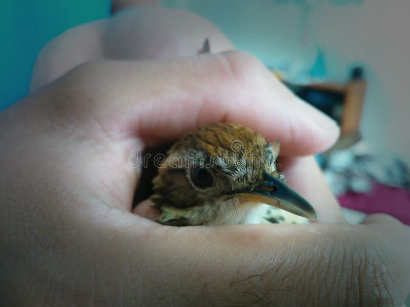 Little bird stock photo. Image of freeing, hand, little - 118080192