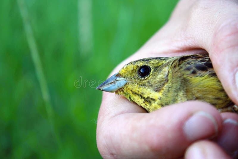Bird Hands Stock Photos - Download 7,611 Royalty Free Photos