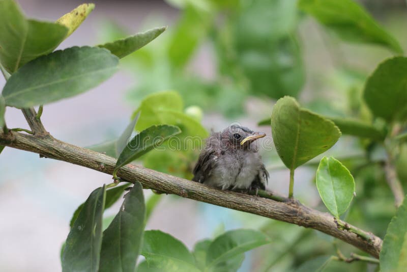 Little bird stock image. Image of wild, loud, ornithology - 91244279