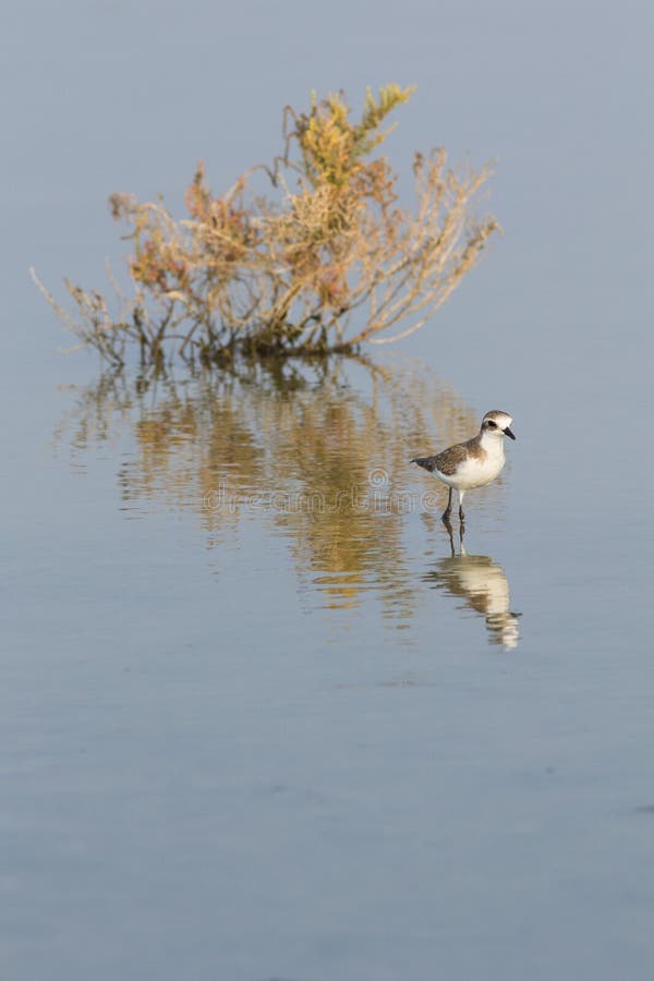 Lesser Sand Plover. stock image. Image of bird, charadrius - 105474589