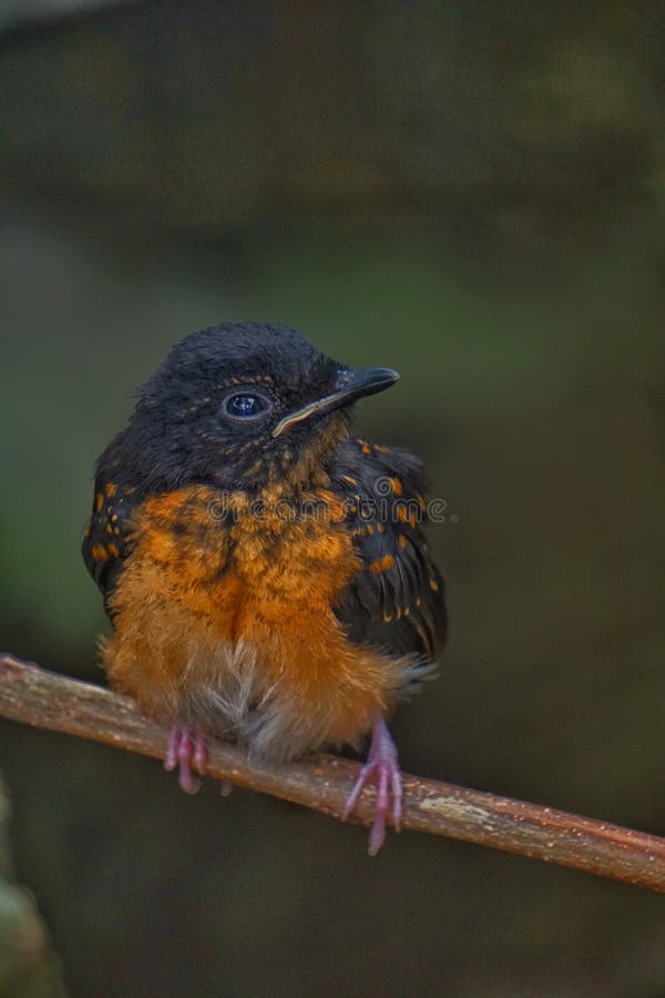 Little Bird Murai Batu stock image. Image of robin, bird - 265725271