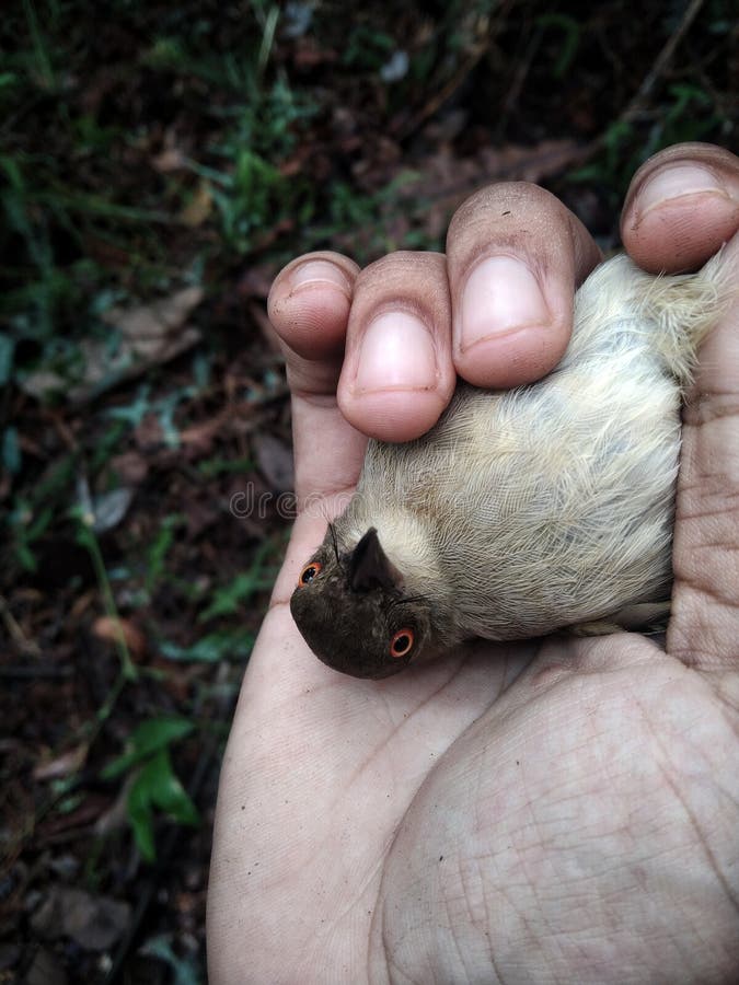 Merbah bird in my hand stock photo. Image of bird, little - 263980600