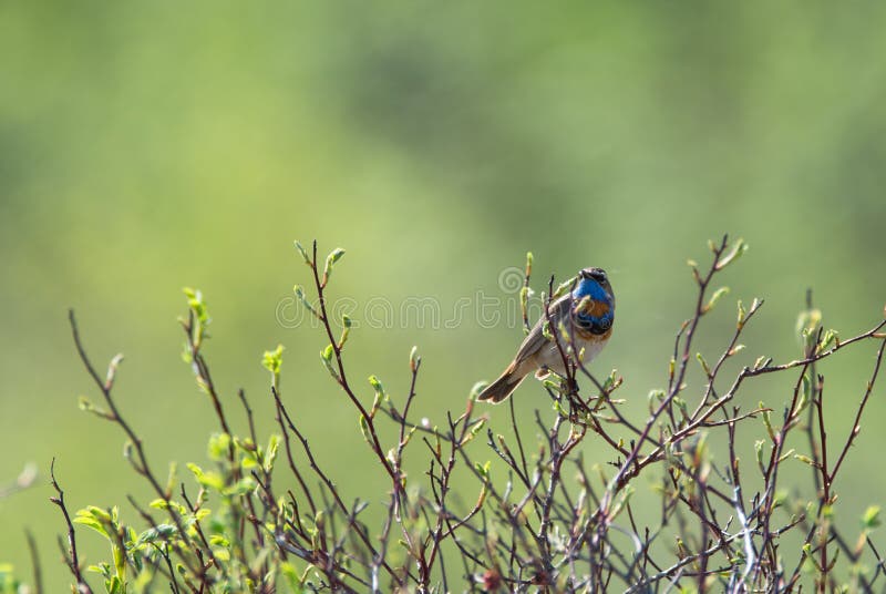 Little Bird stock photo. Image of branch, little, nice - 54208218