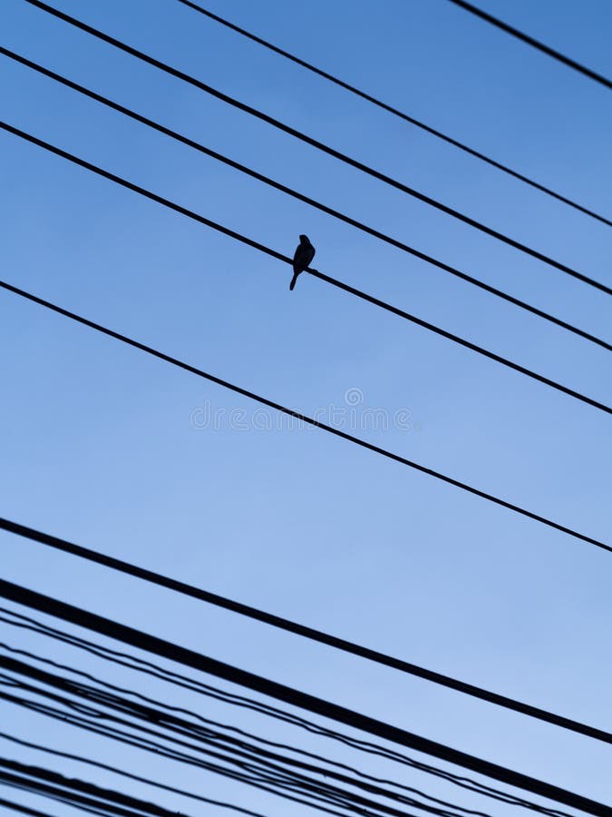 The Little Bird Perched on Many Wire Lines Oblique Stock Photo - Image ...