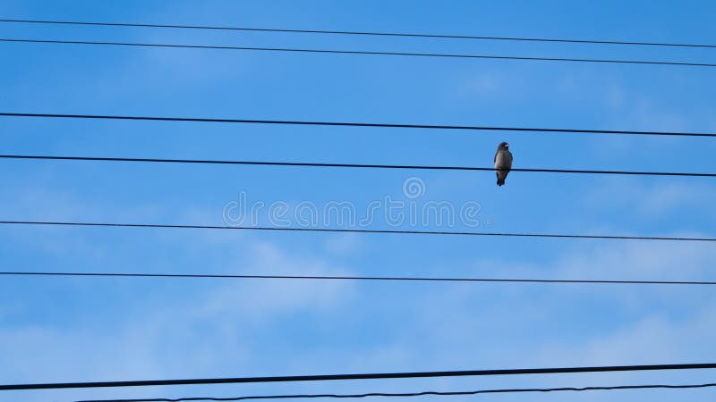 Little Bird Perched on the Cord Stock Photo - Image of brown, abstract ...