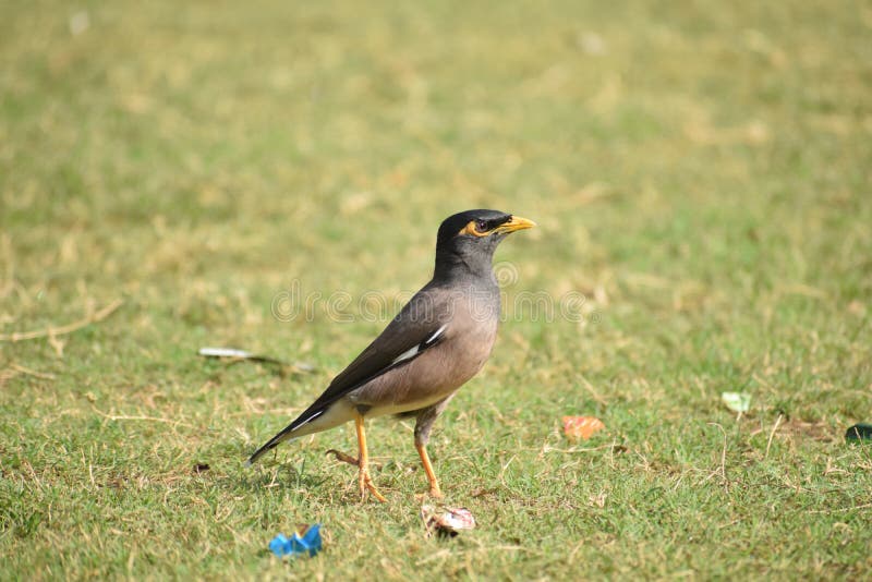 Little bird photo stock image. Image of birld, green - 179942037