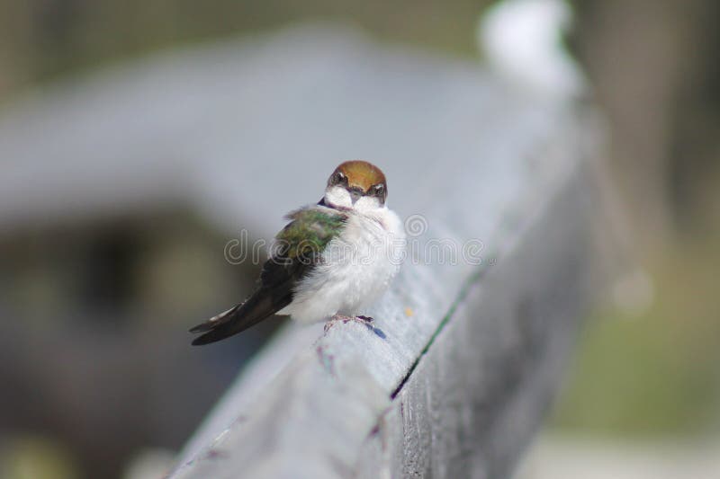 Little Bird stock image. Image of looking, observer, nature - 42659749
