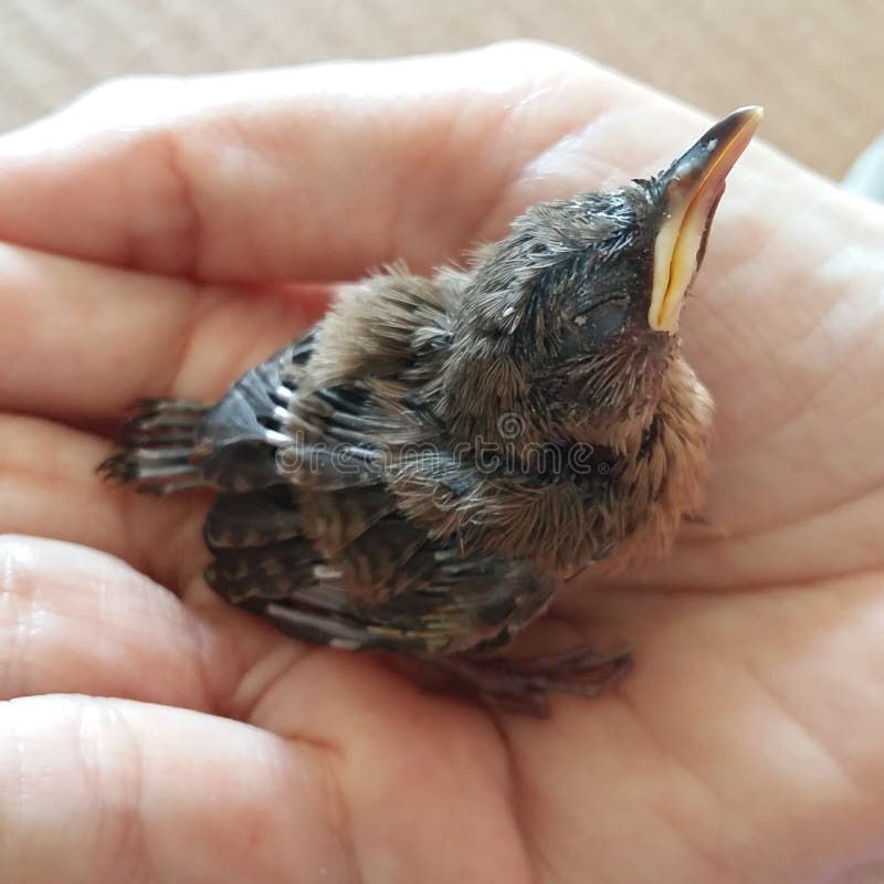 Little Bird protection stock image. Image of bird, protection - 171630805