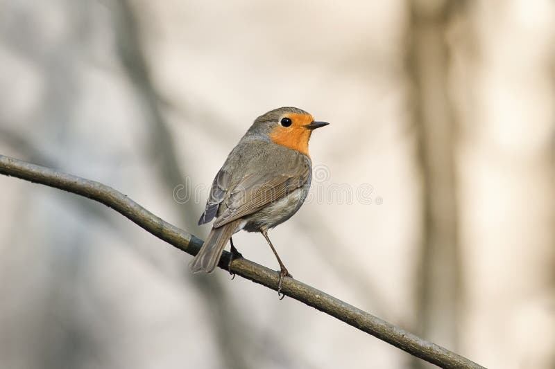Little Bird Robin in Spring Park Stock Image - Image of perched ...
