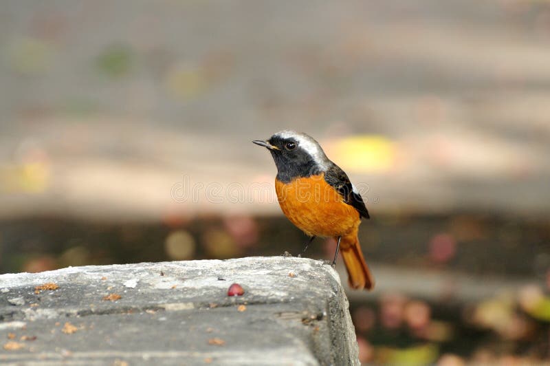 A little bird on the rock stock image. Image of rock - 24788897