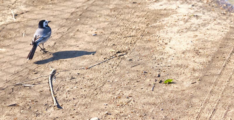 Little Bird on a Rural Road Color Stock Photo - Image of view, birds ...