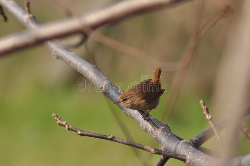 The chubby bird on a tree stock image. Image of distance - 226314163