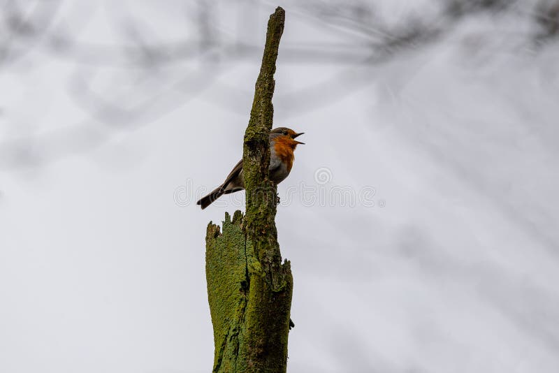 Little Bird Singing in a Rotten Tree Stock Image - Image of rotten ...