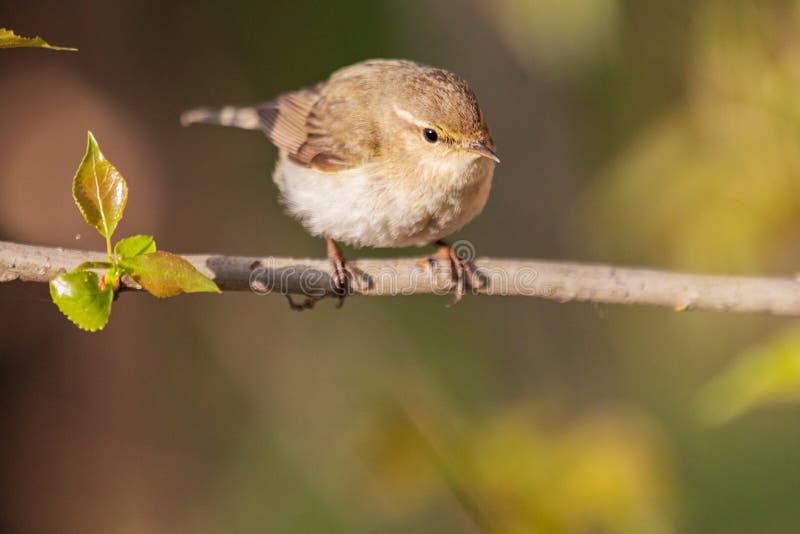 Little Bird Sits on a Thin Branch Stock Photo - Image of bird, forest ...