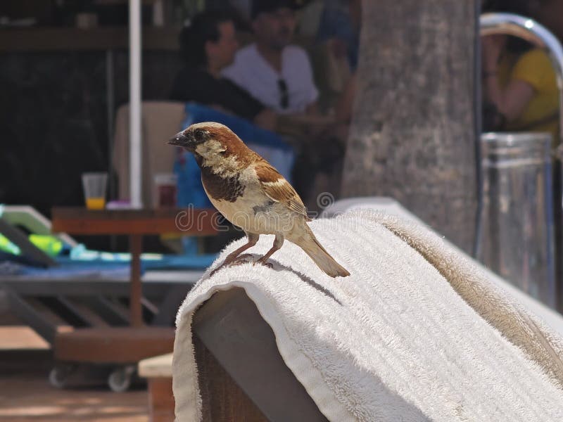 Little Bird is Sitting on the Back of a Lounger Stock Photo - Image of ...