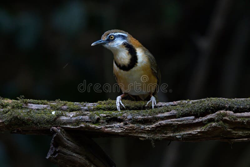 A Little Bird Sitting on a Branch Outside on a Tree Stock Image - Image ...