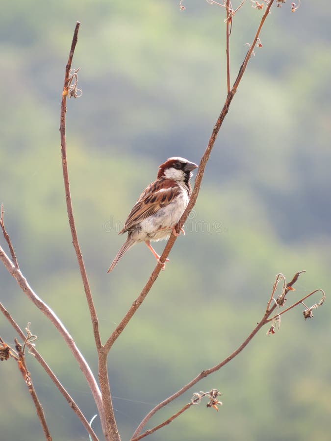 Little Bird Sitting on a Branch of Tree Stock Photo - Image of finch ...