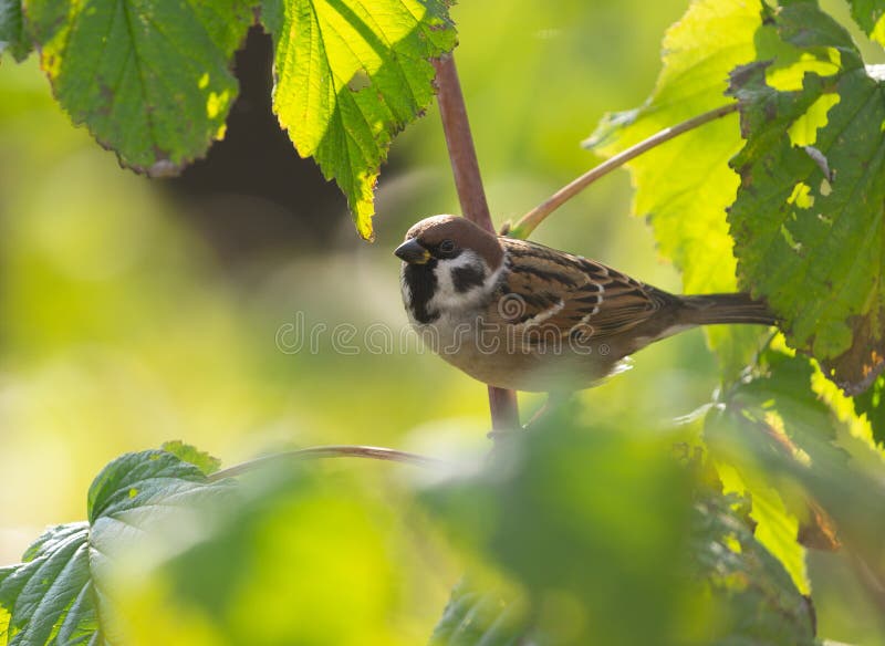 Little Bird Sitting on Branch of Tree. Tree Sparrow Stock Photo - Image ...