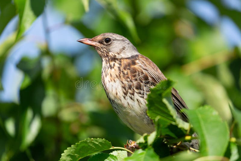 Little Bird Sitting on Branch of Tree. Thrush Fieldfare Stock Photo ... Little Bird Sitting on Branch of Tree. Thrush Fieldfare Stock Photo ...