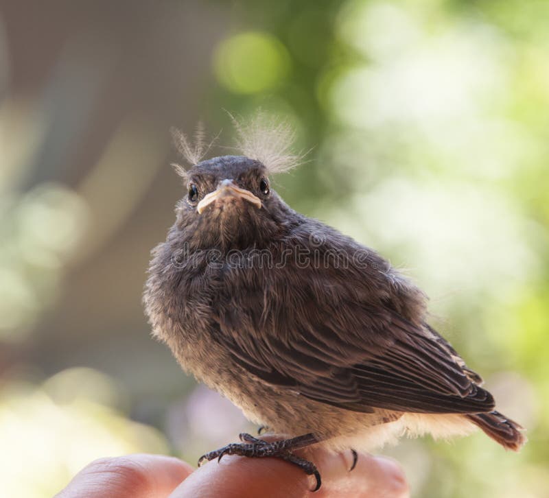 Little bird stock photo. Image of spring, grey, friend - 37433816