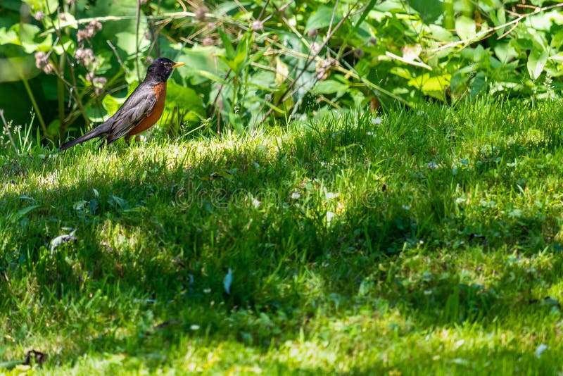Small Bird Sitting on the Ground Stock Photo - Image of little, bird ...