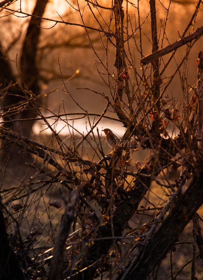 Little Bird Sitting Inside the Tree Bush Sorroundebby Branches and ...