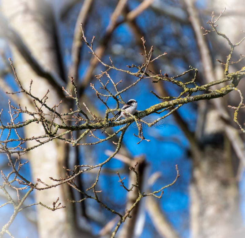 Little Bird is Sitting in the Sun Stock Image - Image of verry, heavily ...