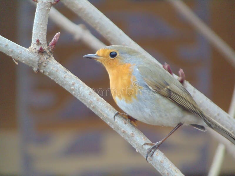 Colorful Robin Bird Sitting Stock Photo - Image of color, environment ...