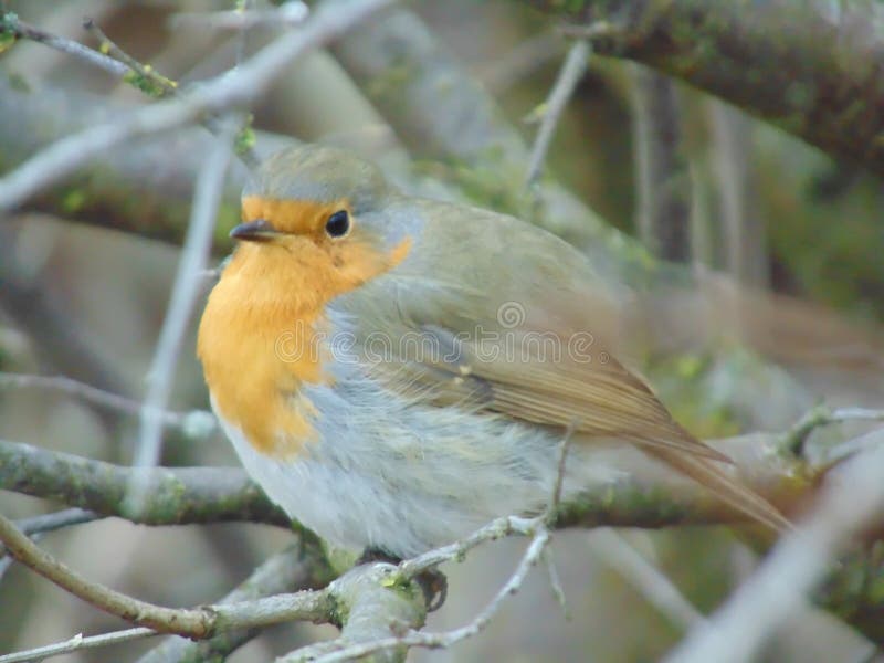 Colorful Robin Bird Sitting Stock Image - Image of finch, beautiful ...