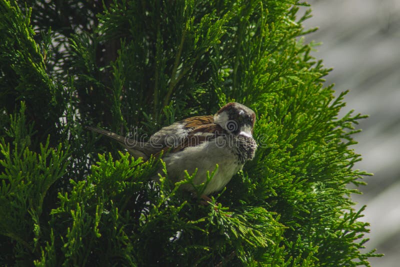 Little Bird Sitting at the Tree Stock Photo - Image of beatiful, forest ...
