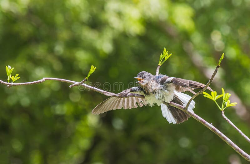 Little bird on stock image. Image of bird, flapper, chick - 93527981