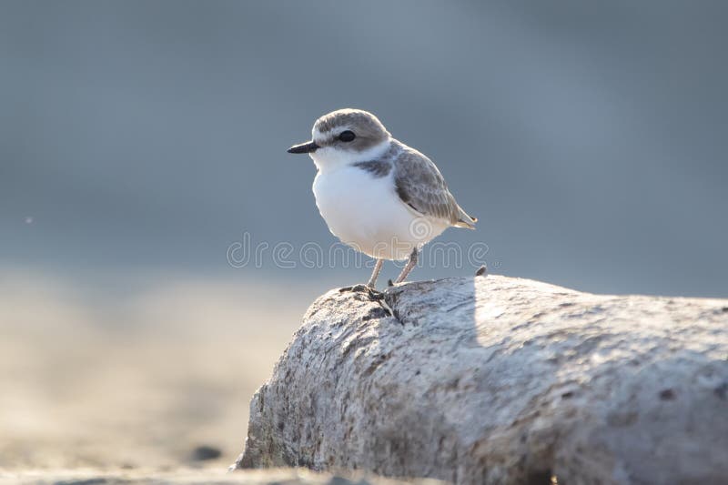 Little Bird Snowy Plover is Sitting on the Rock of the Beach Stock ...