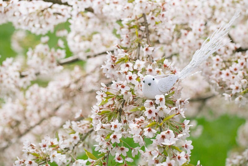 Little Bird in Spring with Blossom Cherry Flower Sakura Stock Photo ...